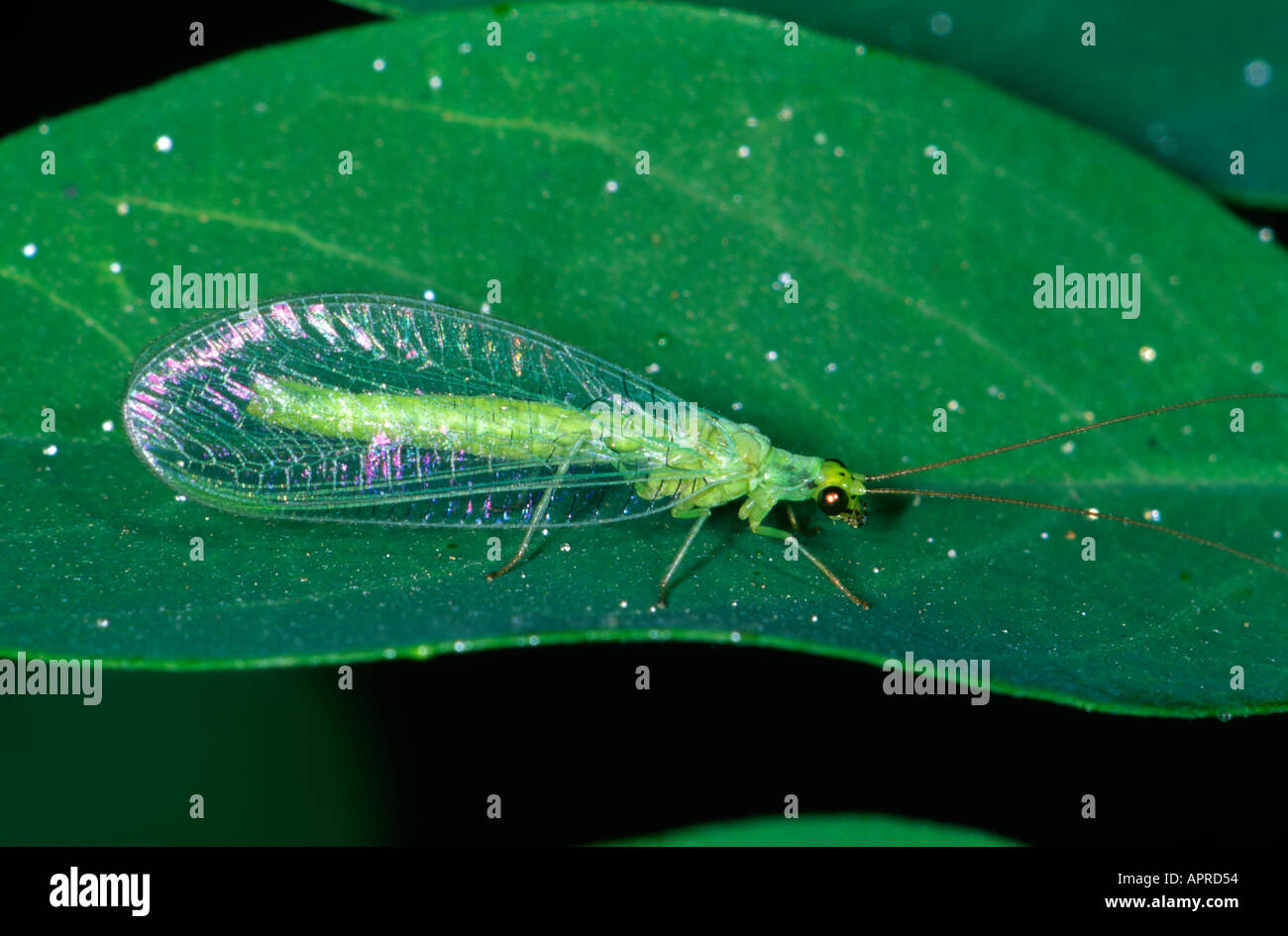 Chrysoperla sp hi-res stock photography and images - Alamy
