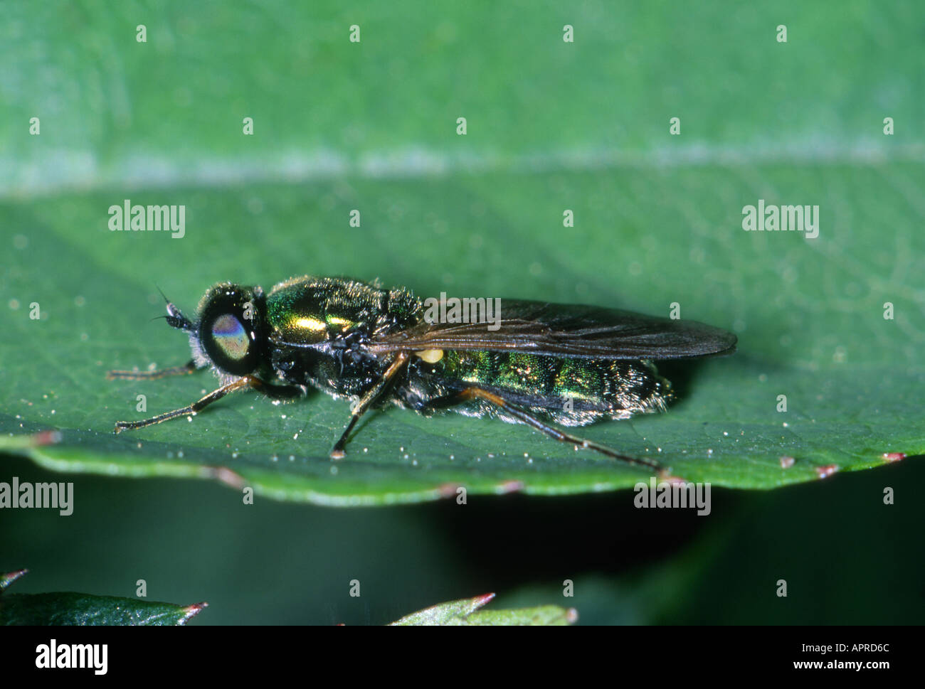 Soldier flies hi-res stock photography and images - Alamy