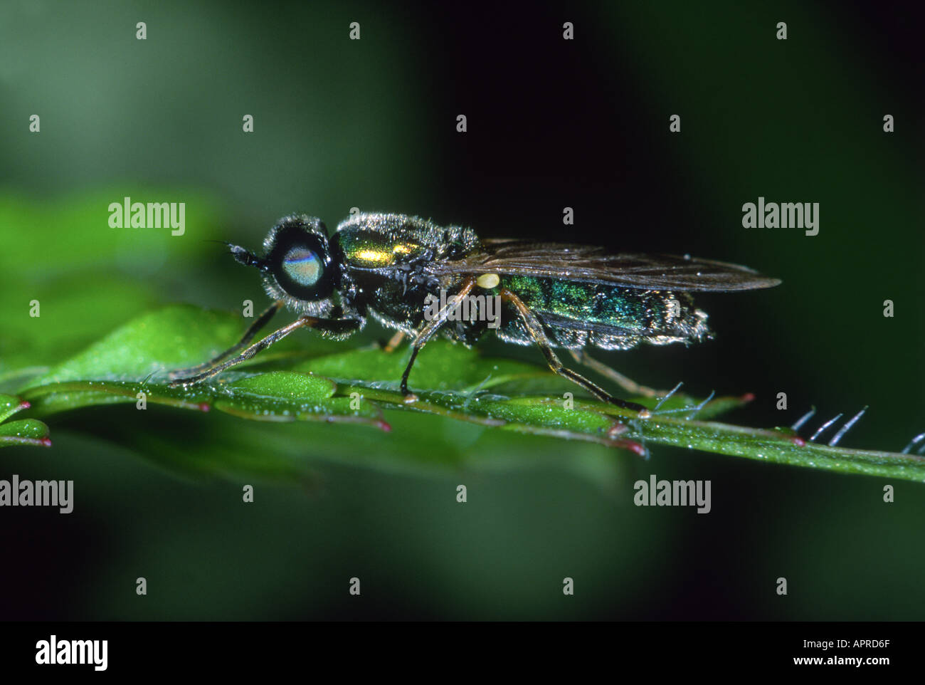 Soldier flies hi-res stock photography and images - Alamy