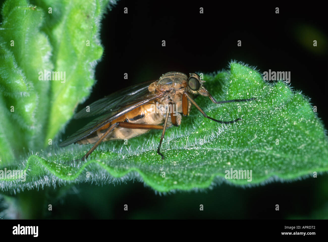 Rhagio sp hi-res stock photography and images - Alamy