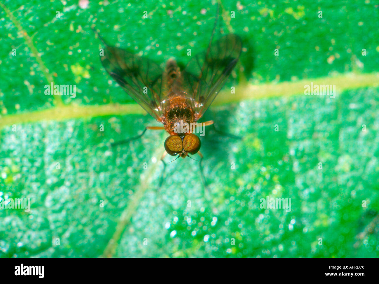 Pipunculidae hi-res stock photography and images - Alamy