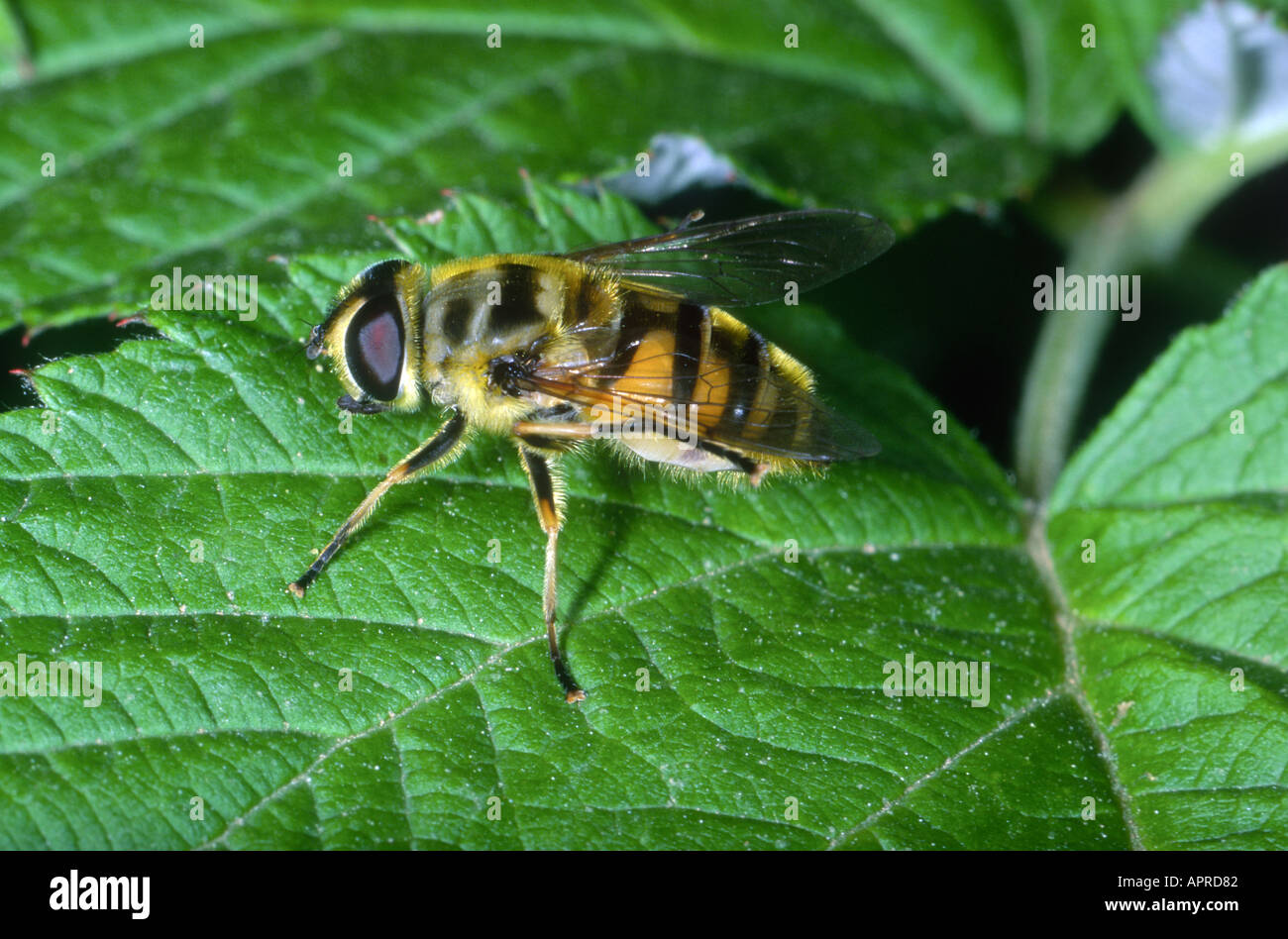 Family syrphidae on leaf hi-res stock photography and images - Alamy
