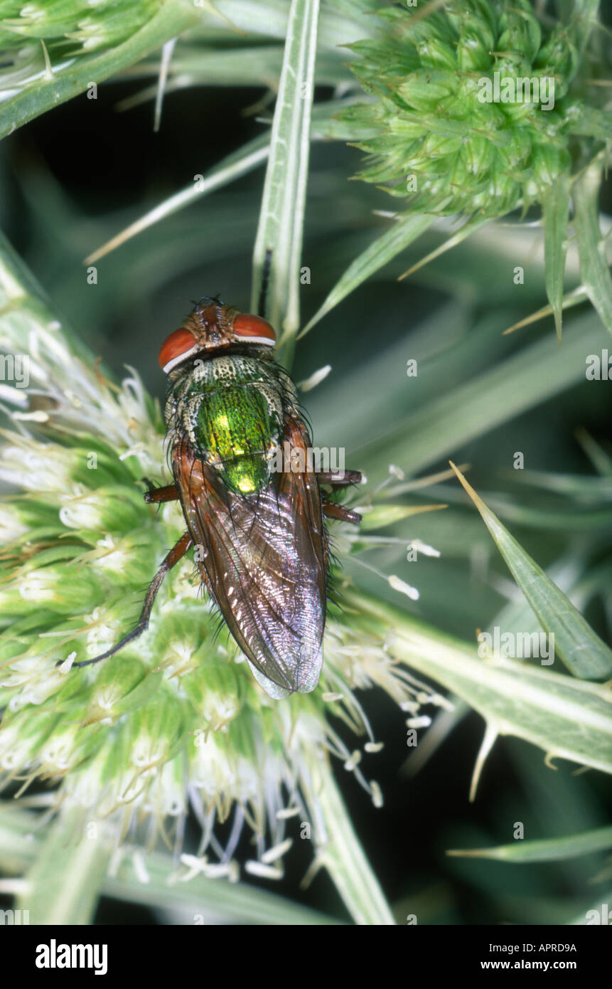 Blowfly blowflies hi-res stock photography and images - Alamy