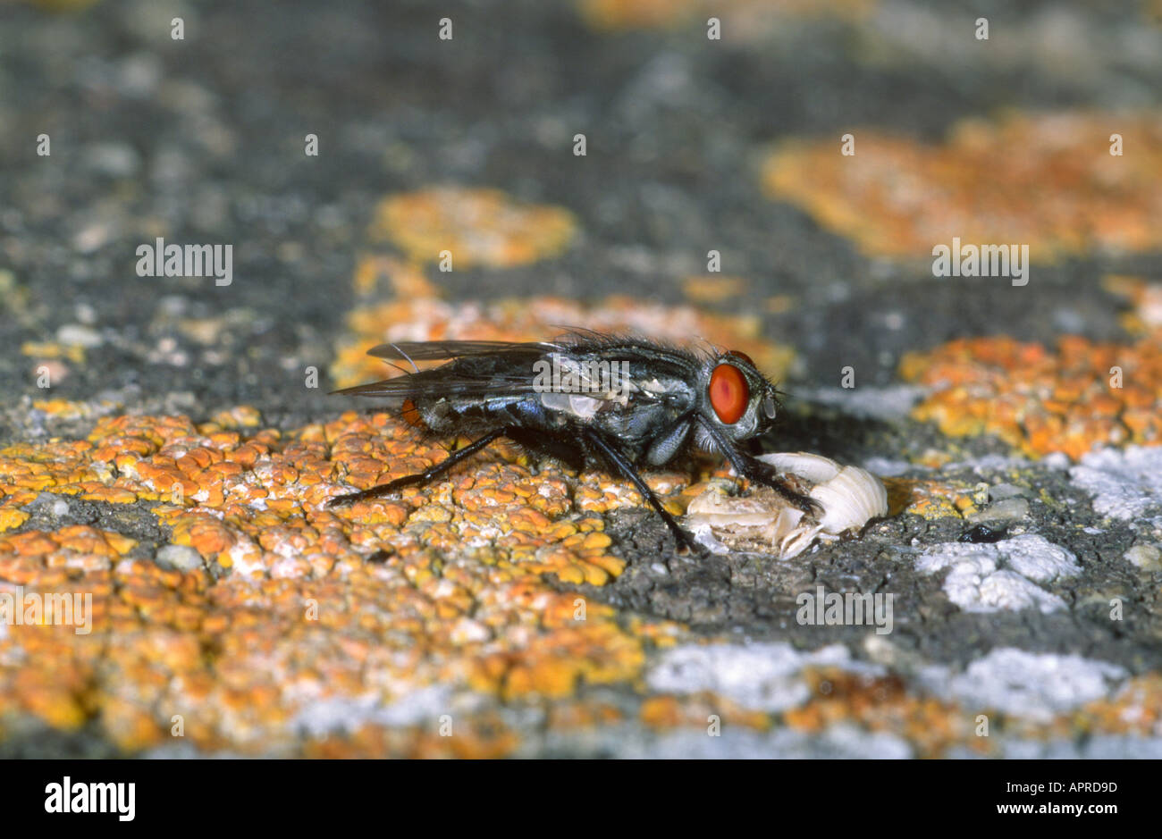 Flesh fly Sarcophaga sp On lichen Stock Photo - Alamy