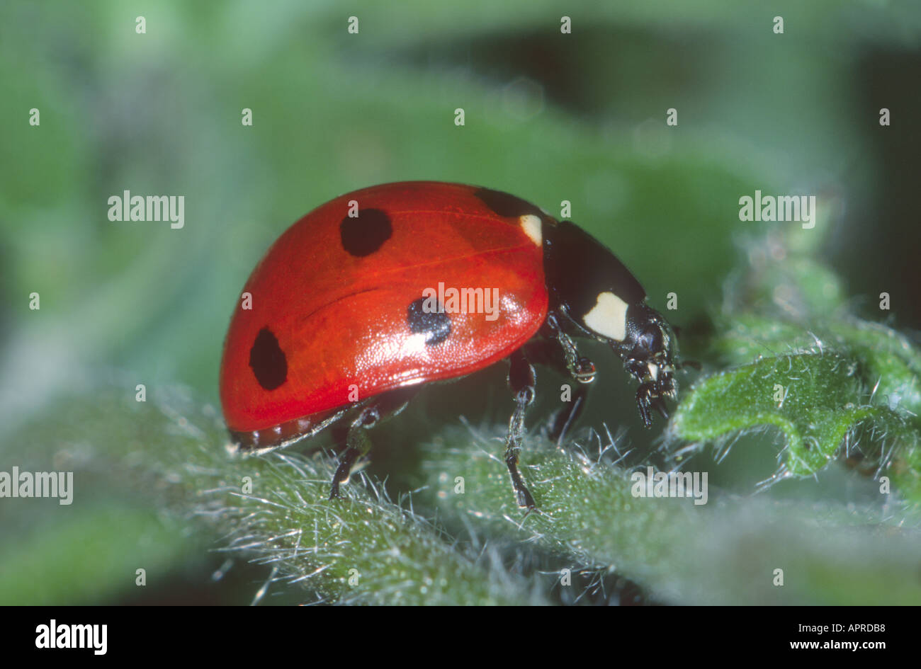 Seven spot ladybird sevenspot ladybird 7 spot hi-res stock photography ...