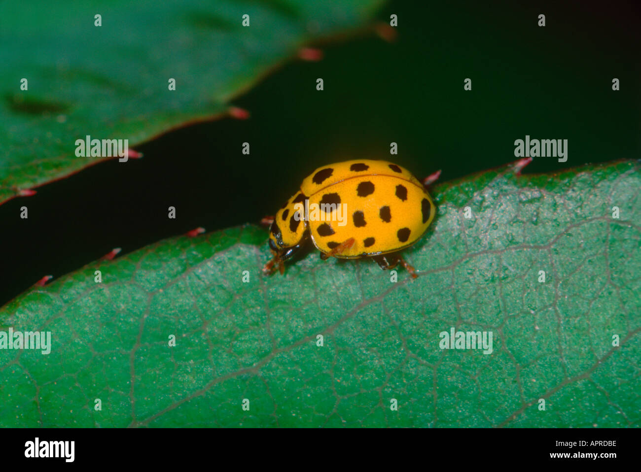22-spot Ladybird Beetle (Psyllobora 22-punctata) On leaf Stock Photo ...