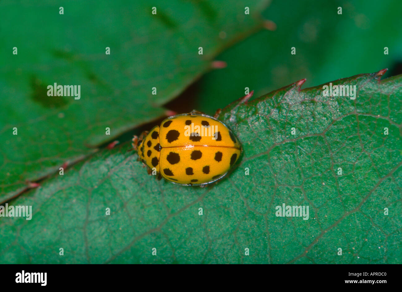 22-spot Ladybird Beetle (Psyllobora 22-punctata) On leaf Stock Photo ...