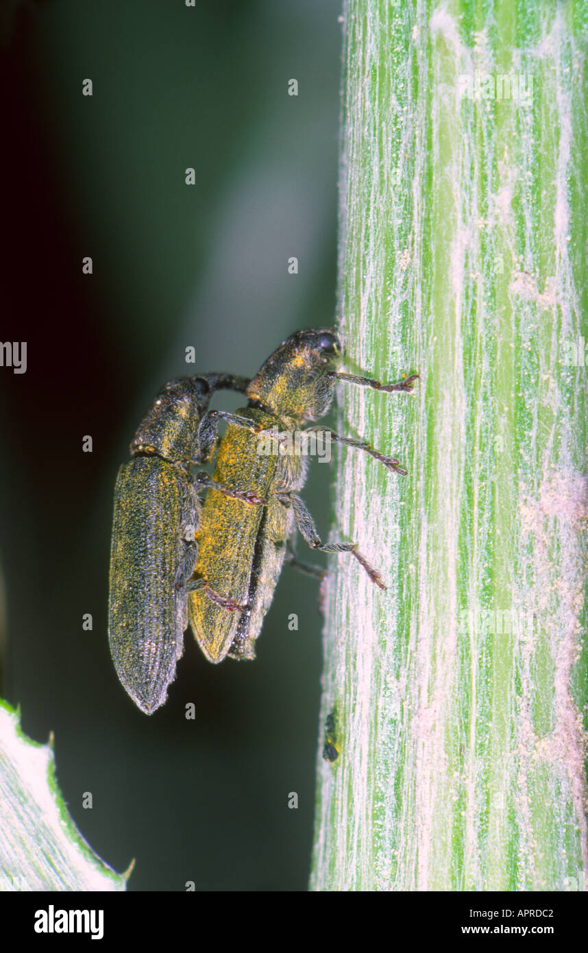 Elongated Bean Weevils, Lixus pulverulentus. Pair mating on stem Stock ...