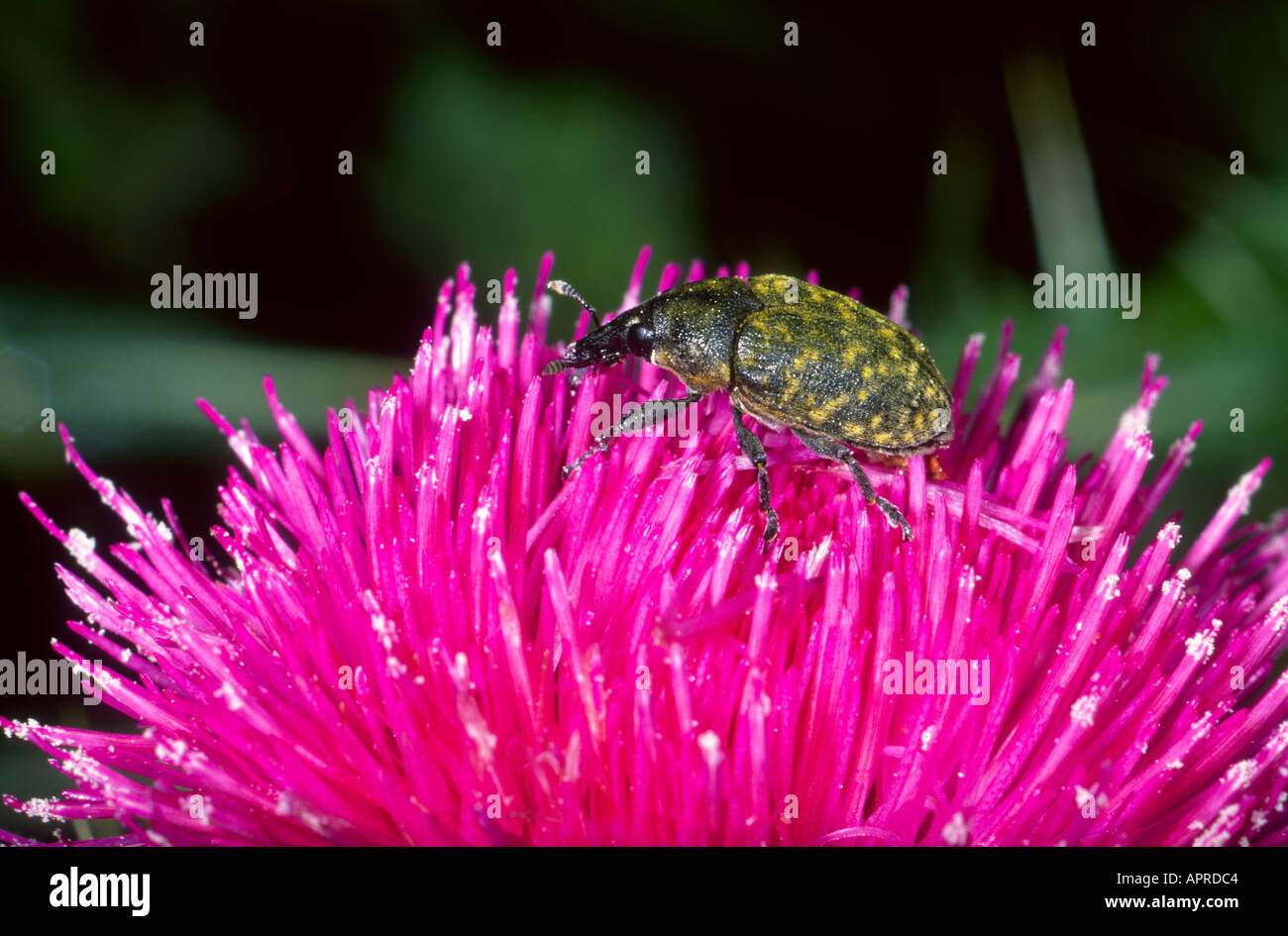 Flower Weevil High Resolution Stock Photography and Images - Alamy