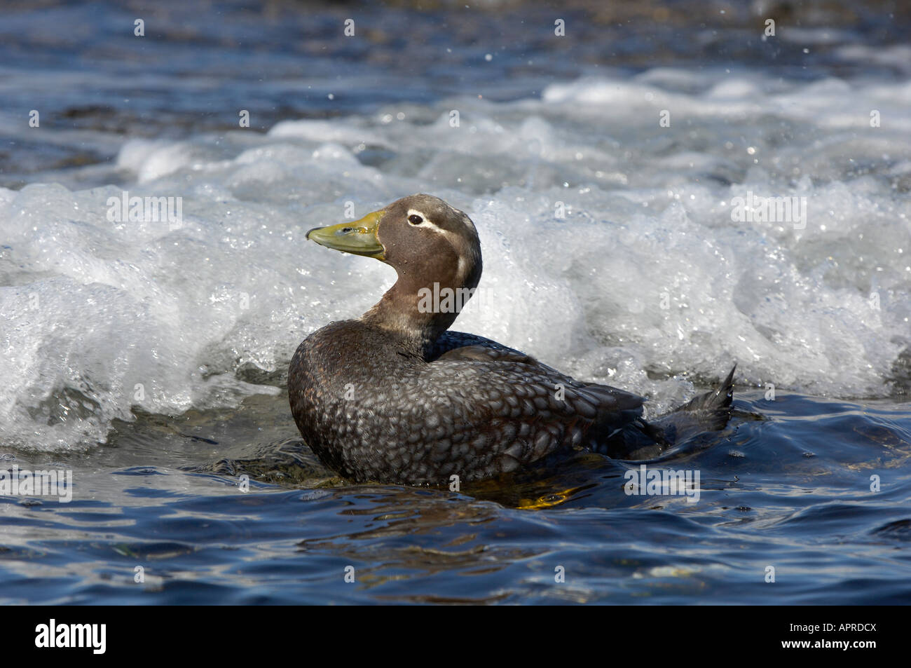 Flightless Steamer Duck Tachyceres brachypterus Falkland Islands female ...
