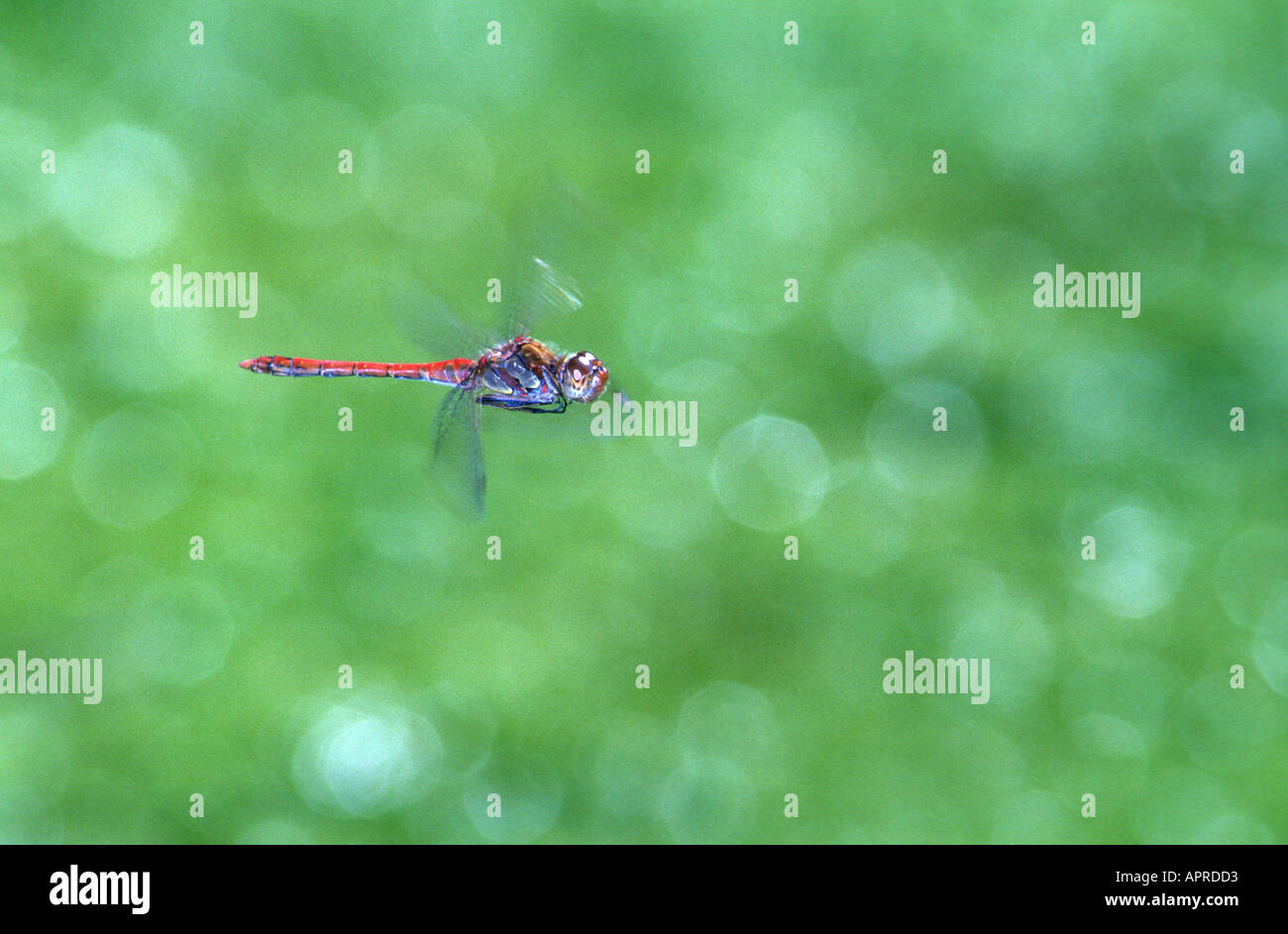 Dragonflies Sympetrum Sp High Resolution Stock Photography and Images ...