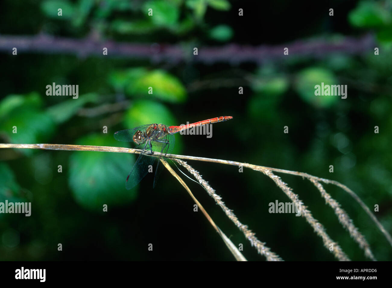 Dragonflies sympetrum sp hi-res stock photography and images - Alamy