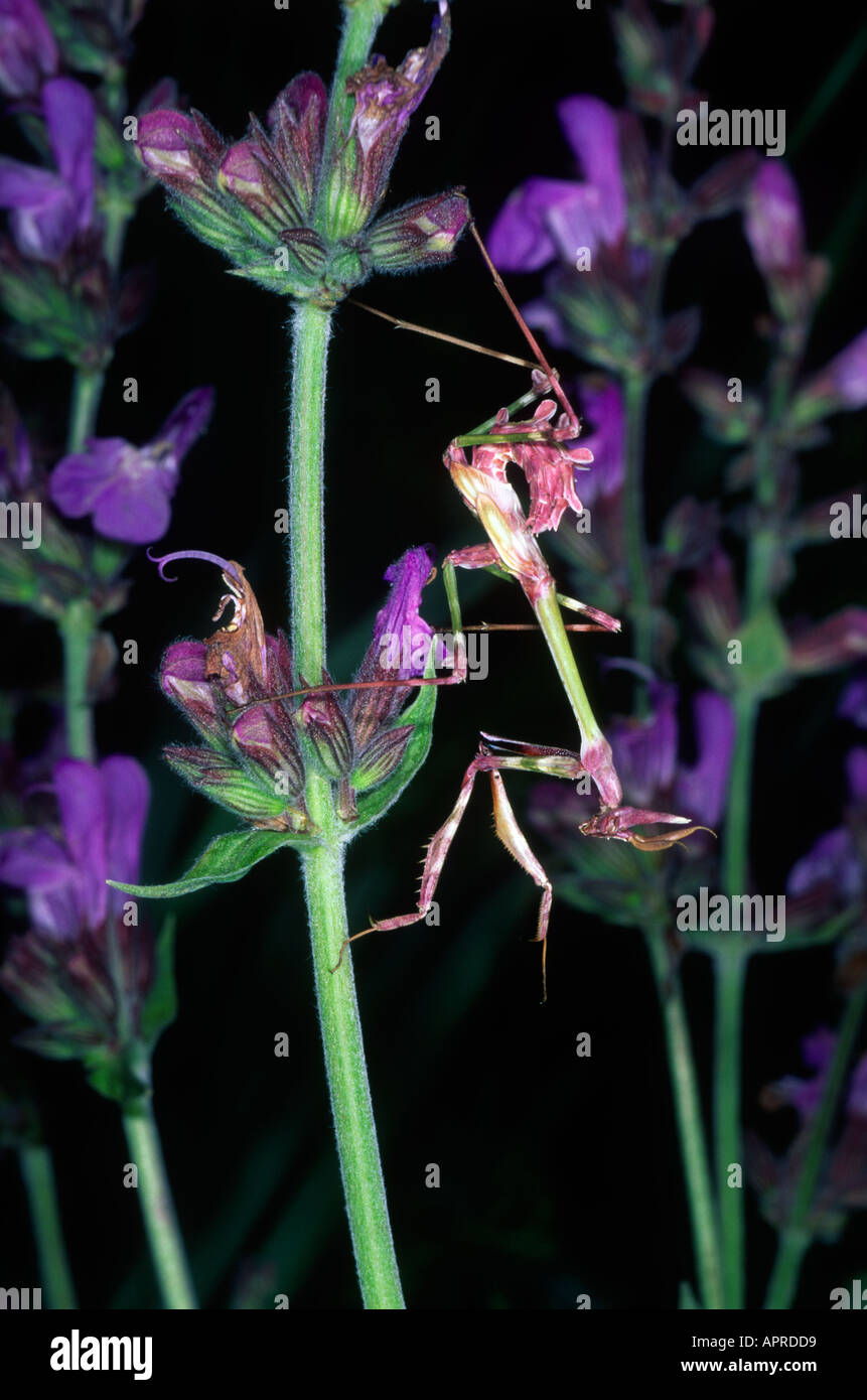 Mantis nymphs hi-res stock photography and images - Alamy
