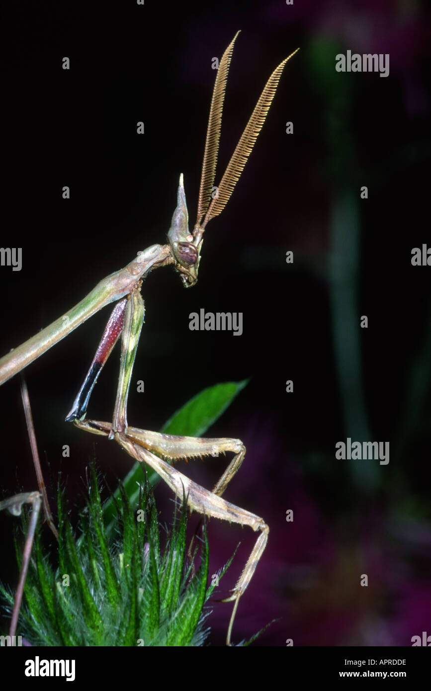 Mantis, Empusa pennata. Male close-up Stock Photo - Alamy