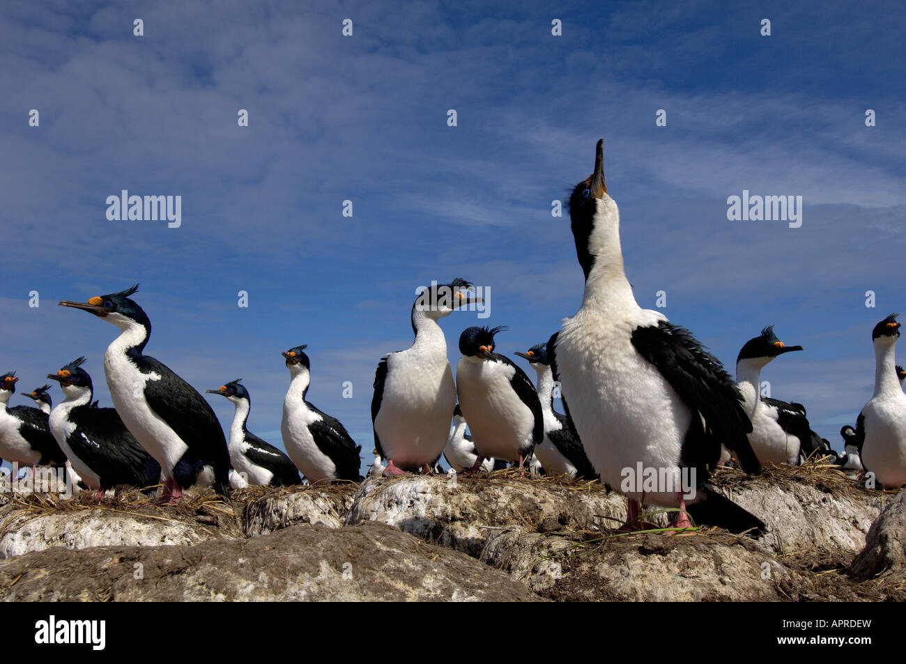 King Cormorant Phalacrocorax atriceps also known as Imperial Cormorant ...