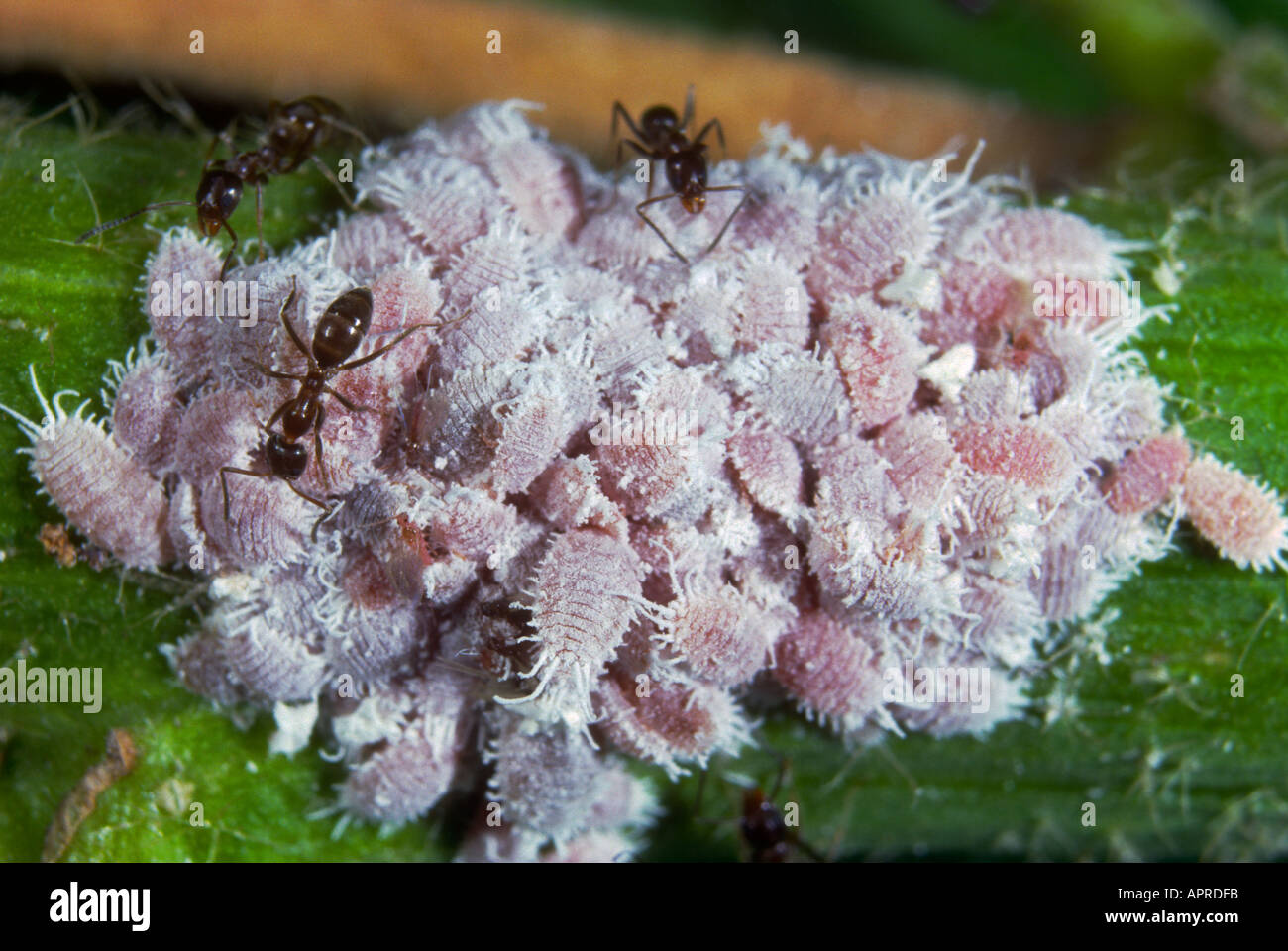 Argentinian Ants (Iridomyrmex humilis) On Scale Insects (Pseudococcus ...