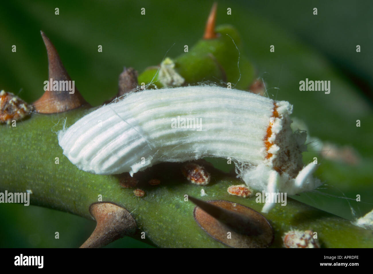 Scale Insect, Icerya purchasi. Close-up of adult on Rose stem Stock ...
