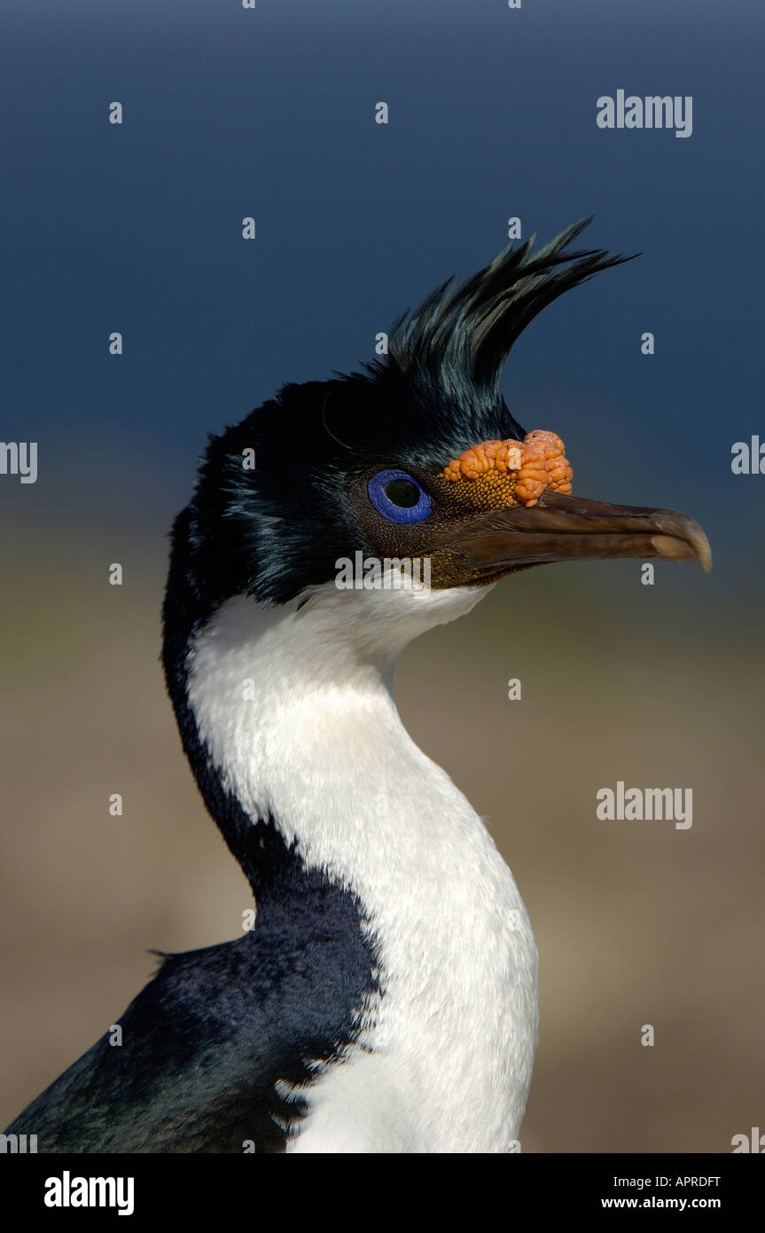 King Cormorant Phalacrocorax atriceps also known as Imperial Cormorant ...