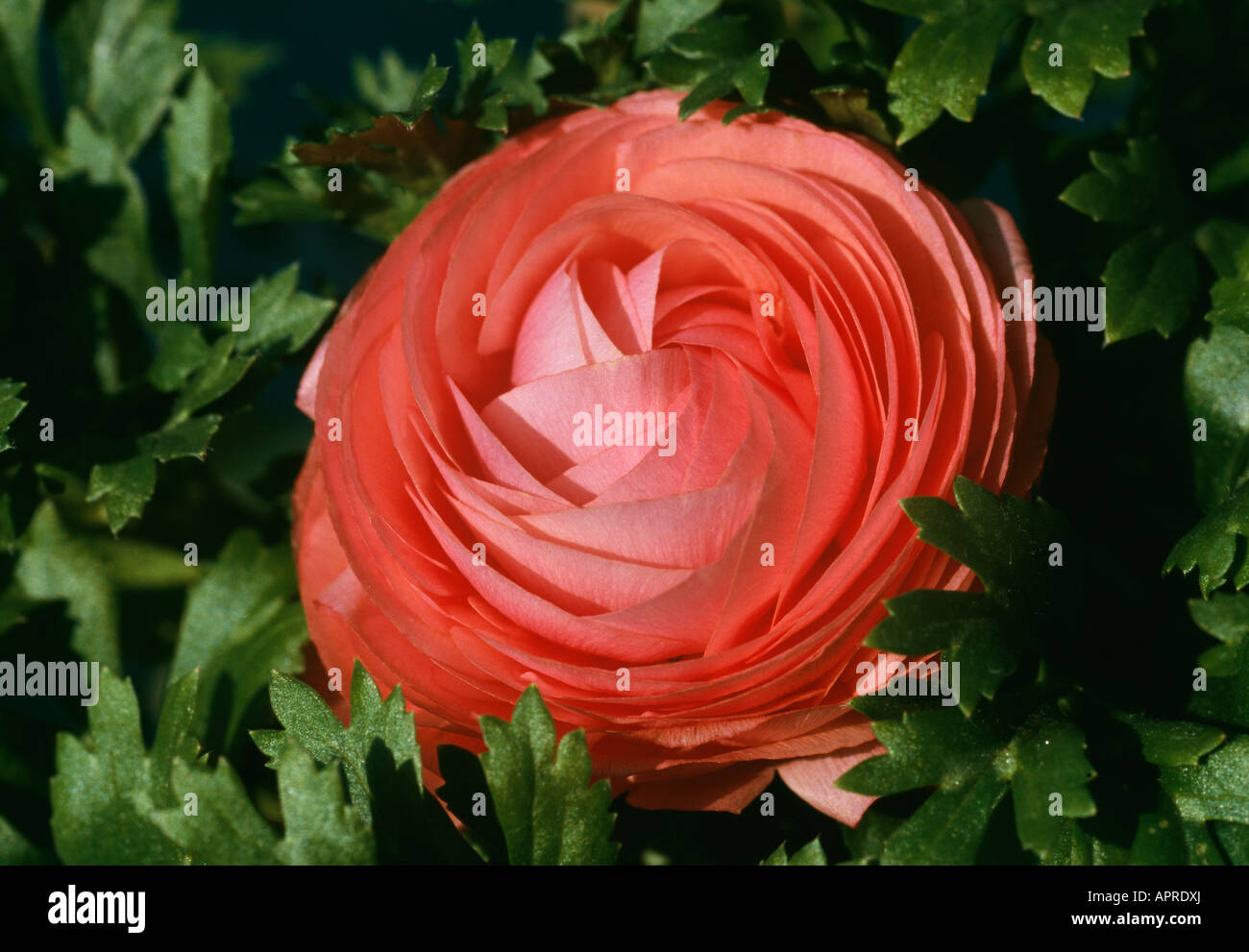 Ranunculus salmon pink emergence from protective casket of foliage ...