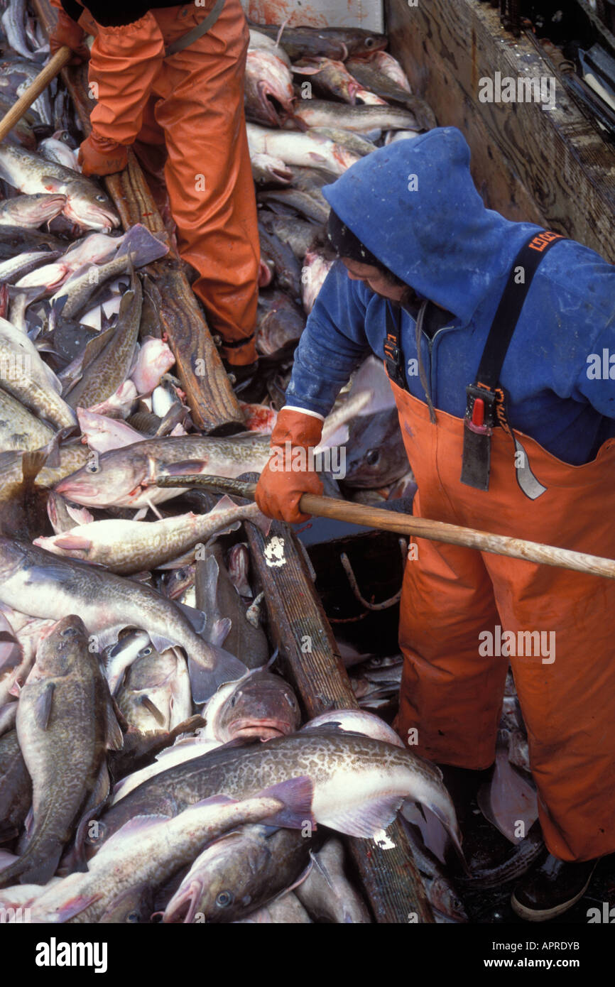 commercial fishing worker bleeds Pacific cod Gadus macrocephalus in the ...