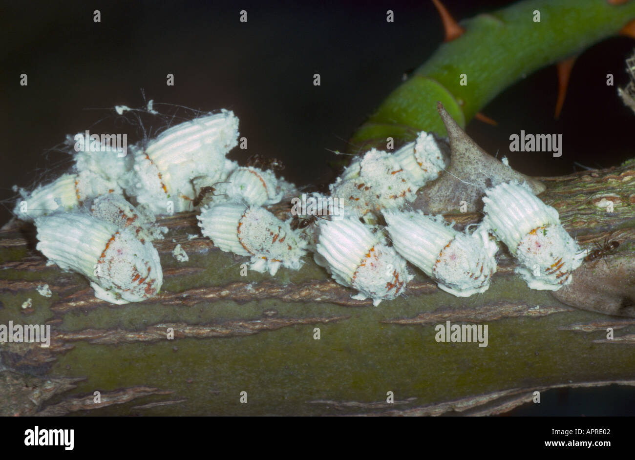 Icerya purchasi citrus hi-res stock photography and images - Alamy