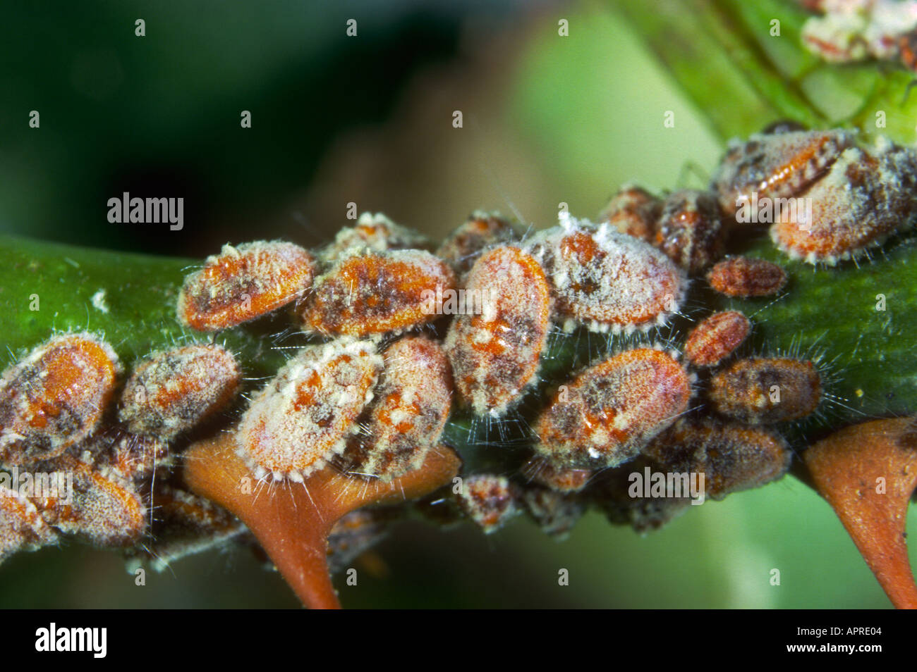 Scale Insects Icerya purchasi. Colony on stem Stock Photo - Alamy