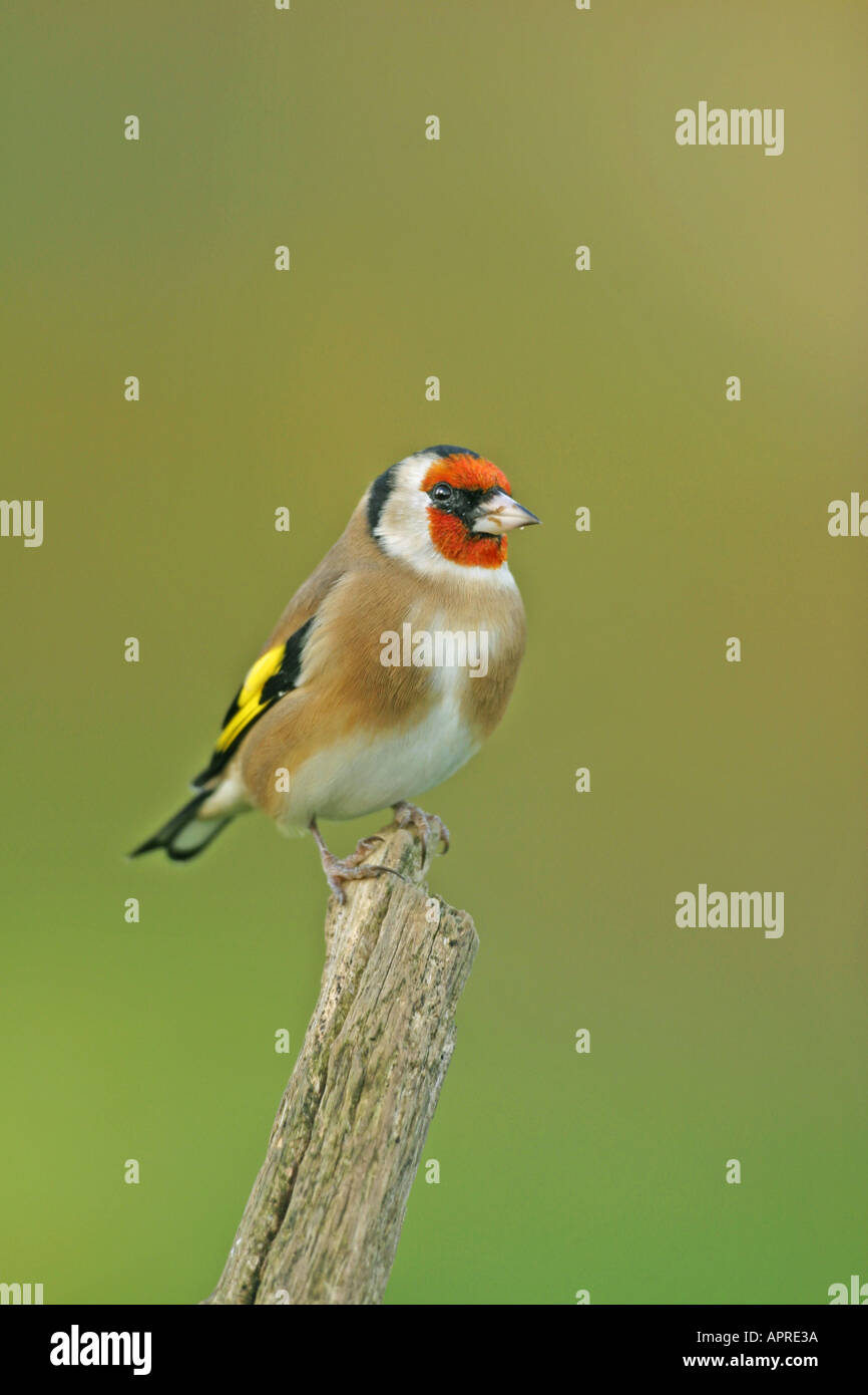 Goldfinch in flight hi-res stock photography and images - Alamy