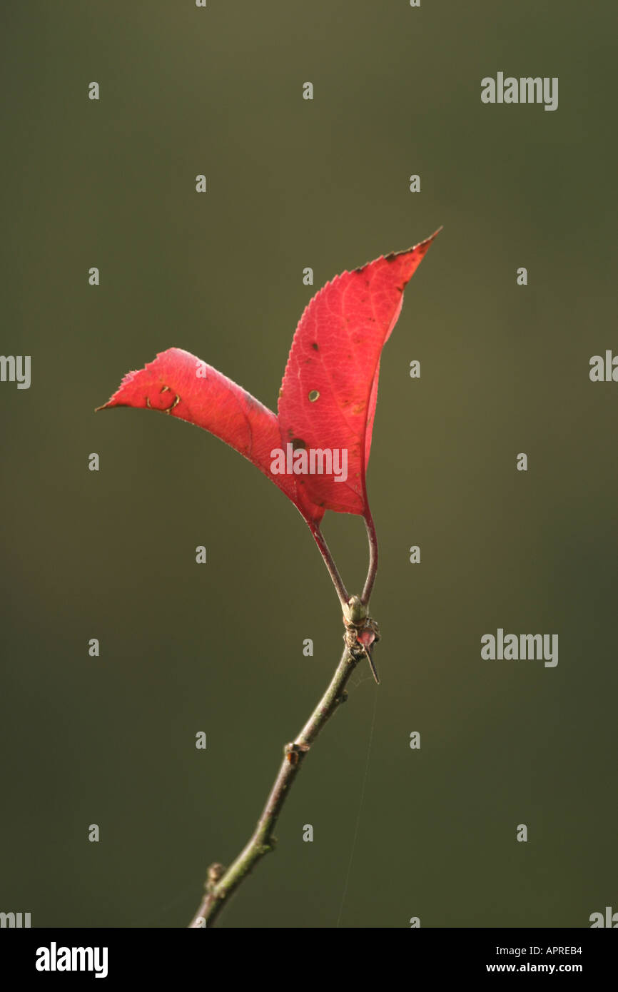 Tree leaf bud hi-res stock photography and images - Alamy