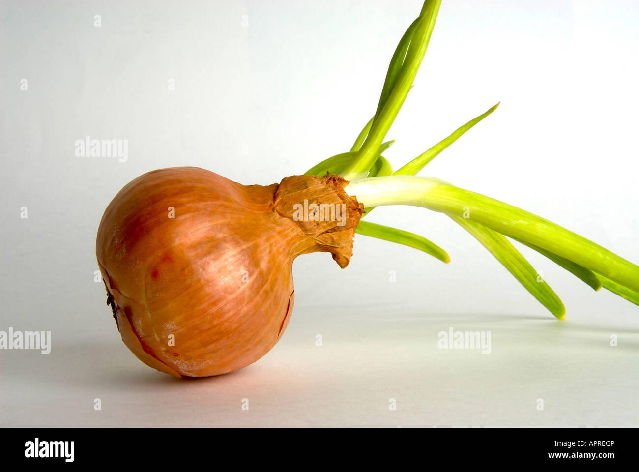 Onion on a white background in studio Stock Photo - Alamy