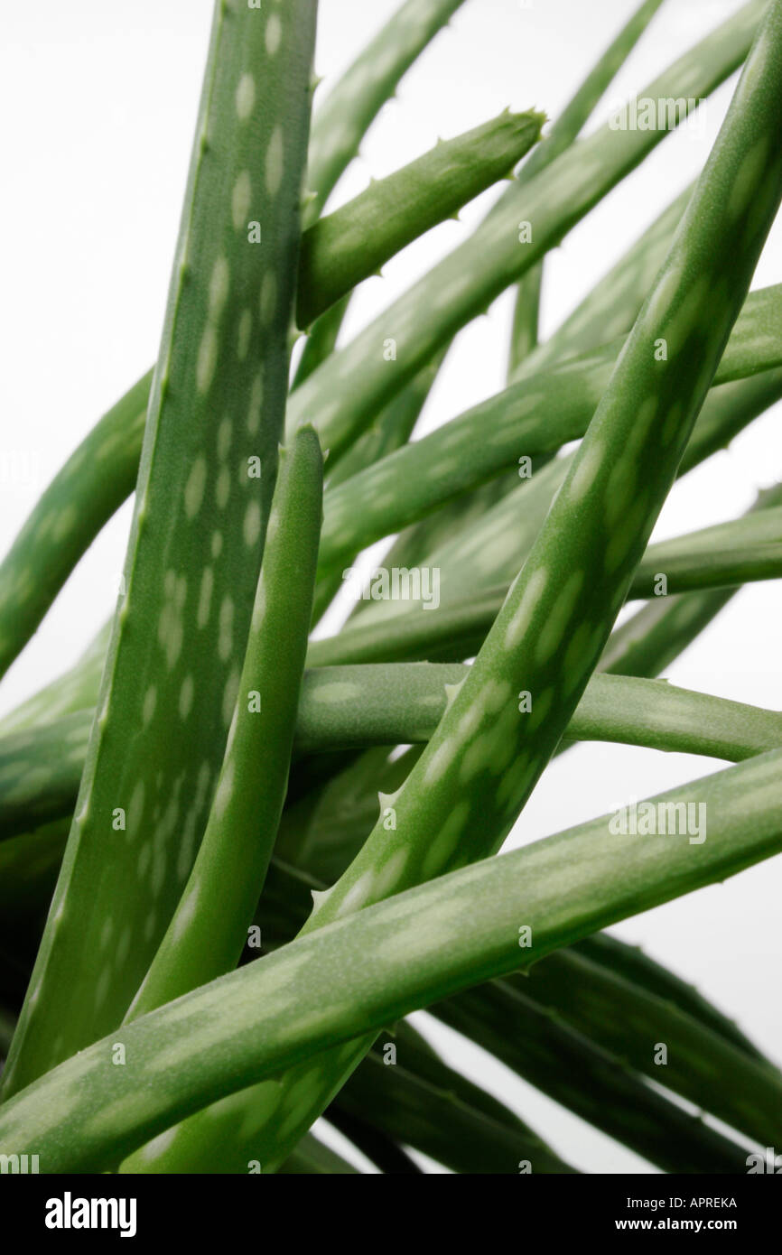 Aloe barbadensis miller hi-res stock photography and images - Alamy