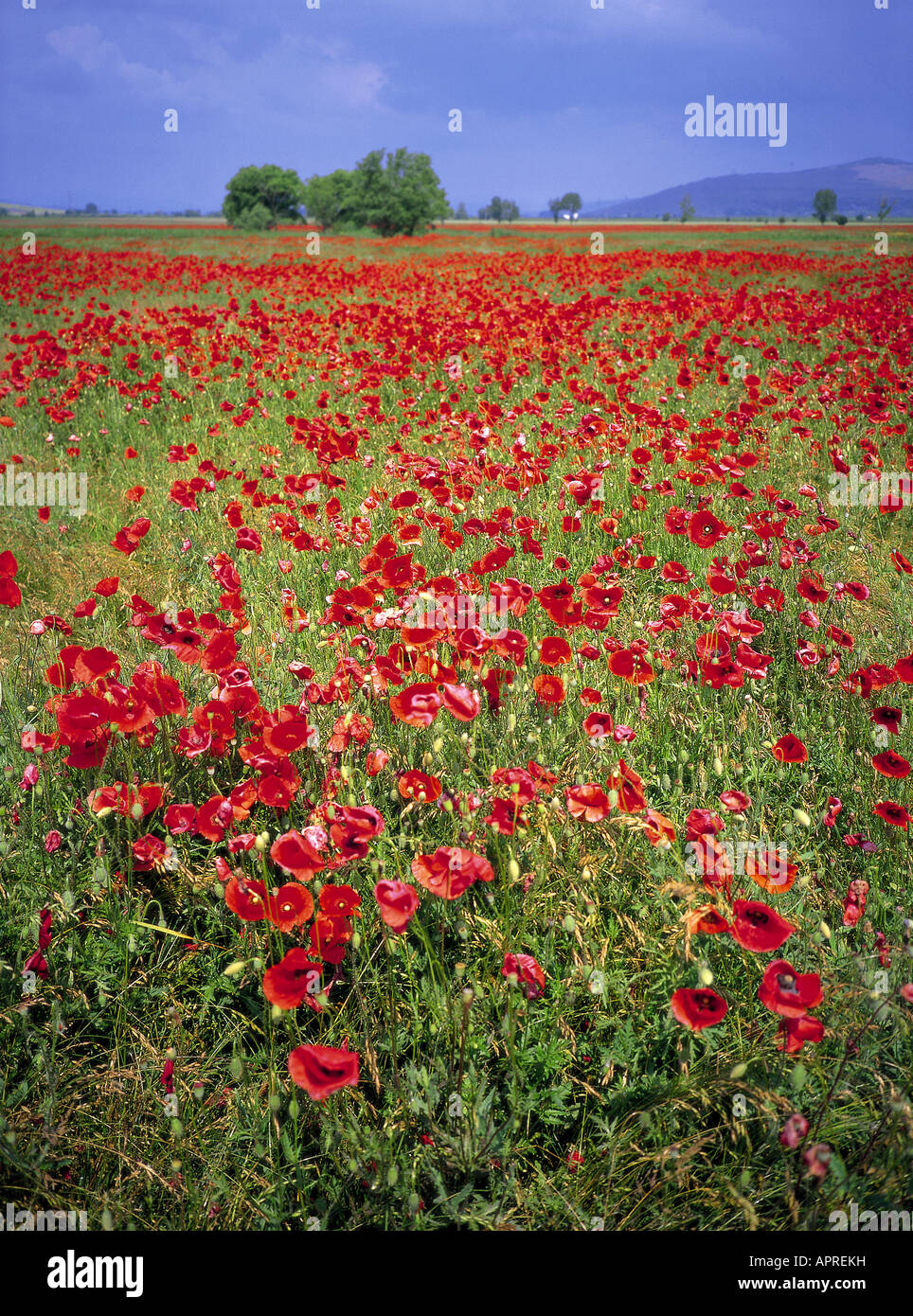 Ww1 poppy hi-res stock photography and images - Alamy