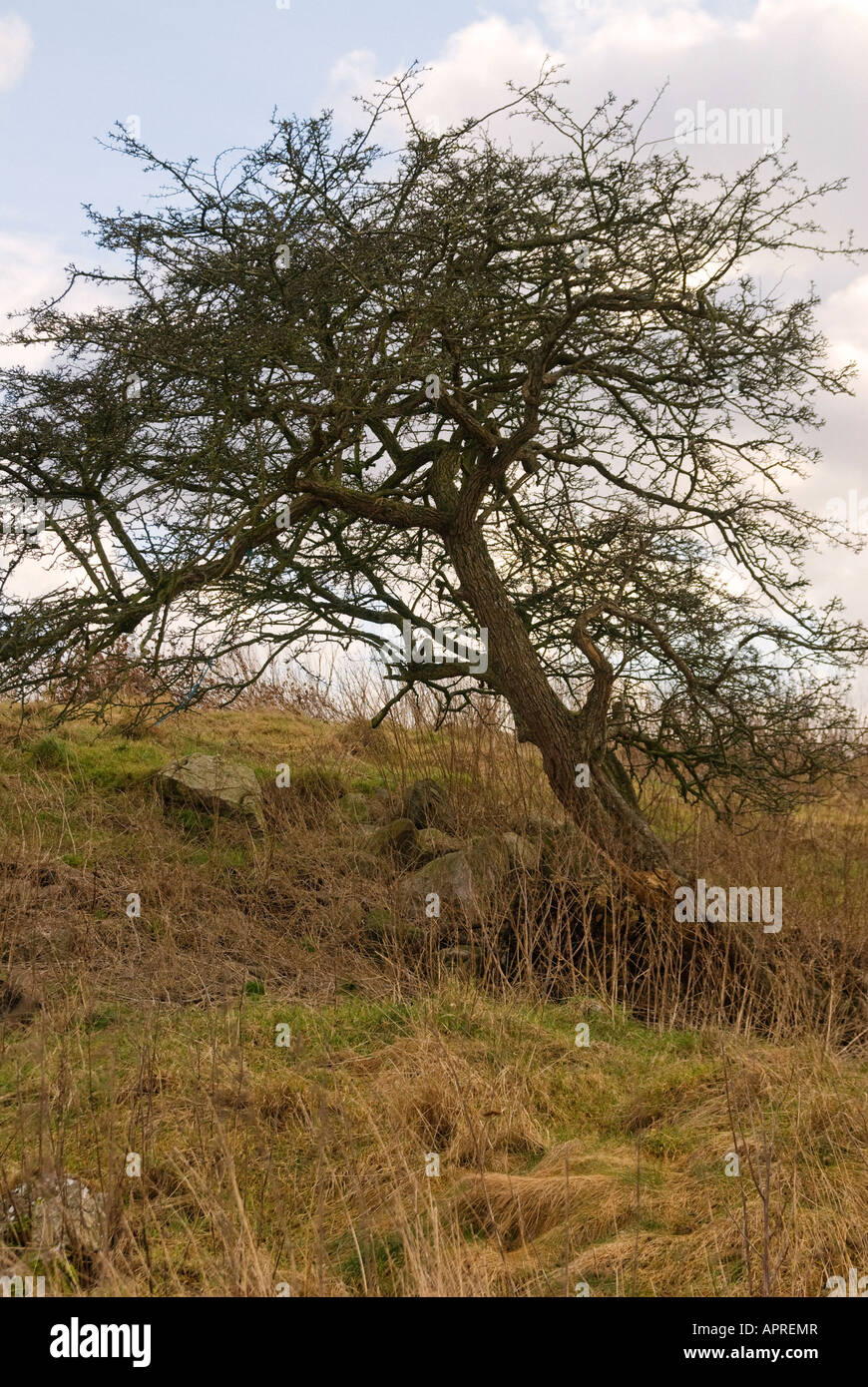 wind swept tree Stock Photo - Alamy