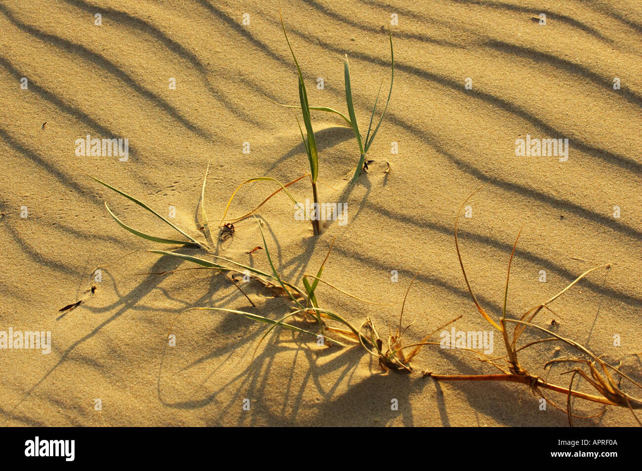 Sand Ripples Queensland Australia Stock Photo - Alamy
