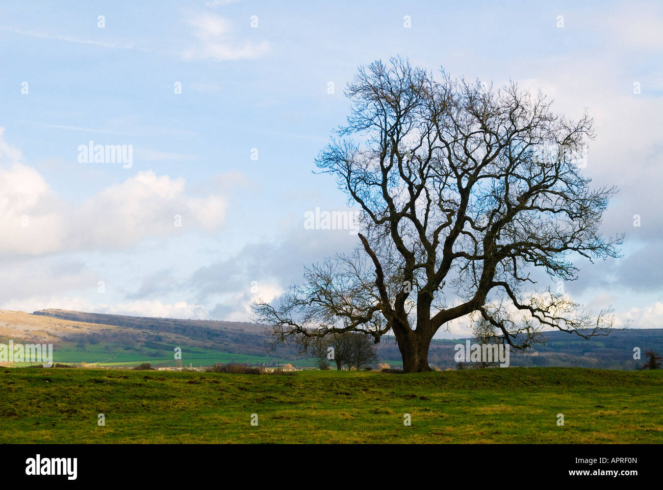 Beech tree hi-res stock photography and images - Alamy