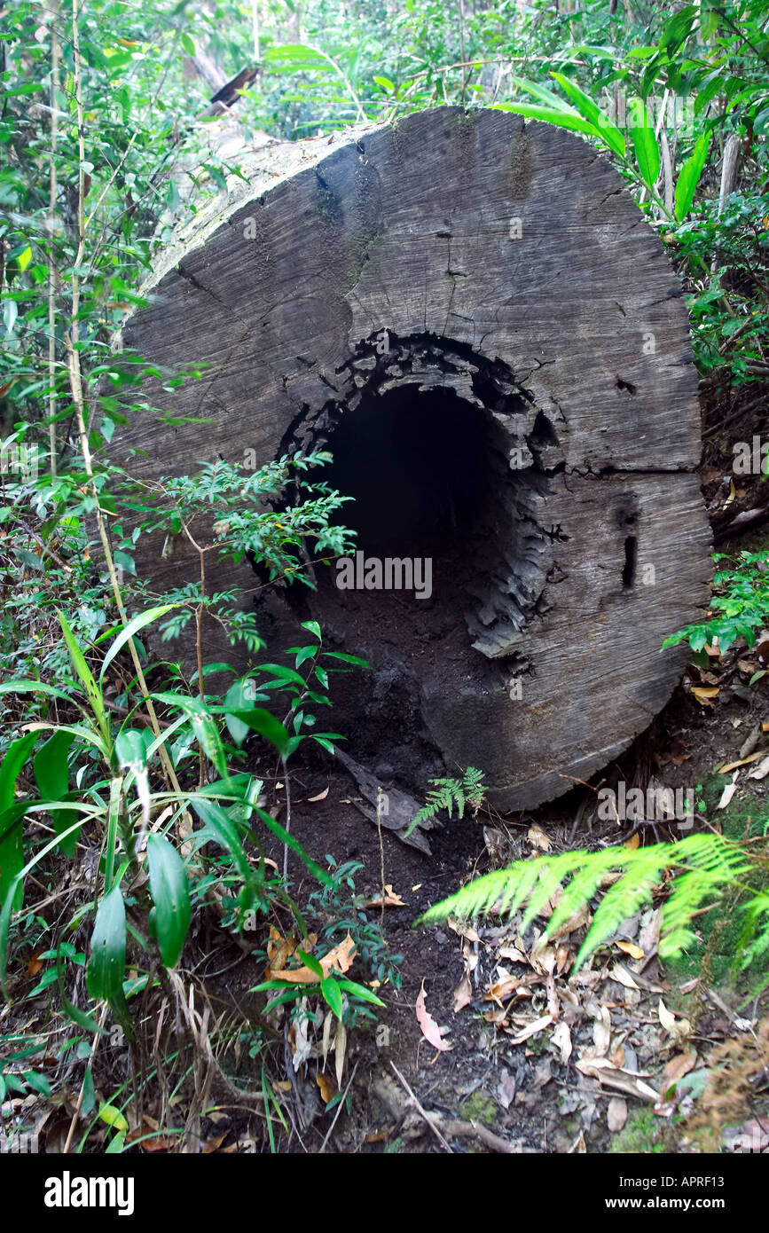 Tree cut down rainforest hi-res stock photography and images - Alamy