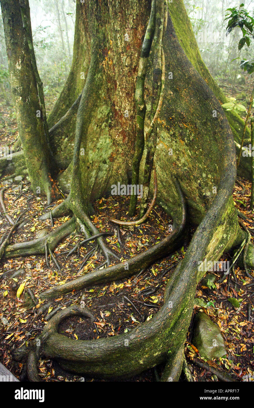 Strangler Fig Tree Lamington National Park Gold Coast Queensland ...