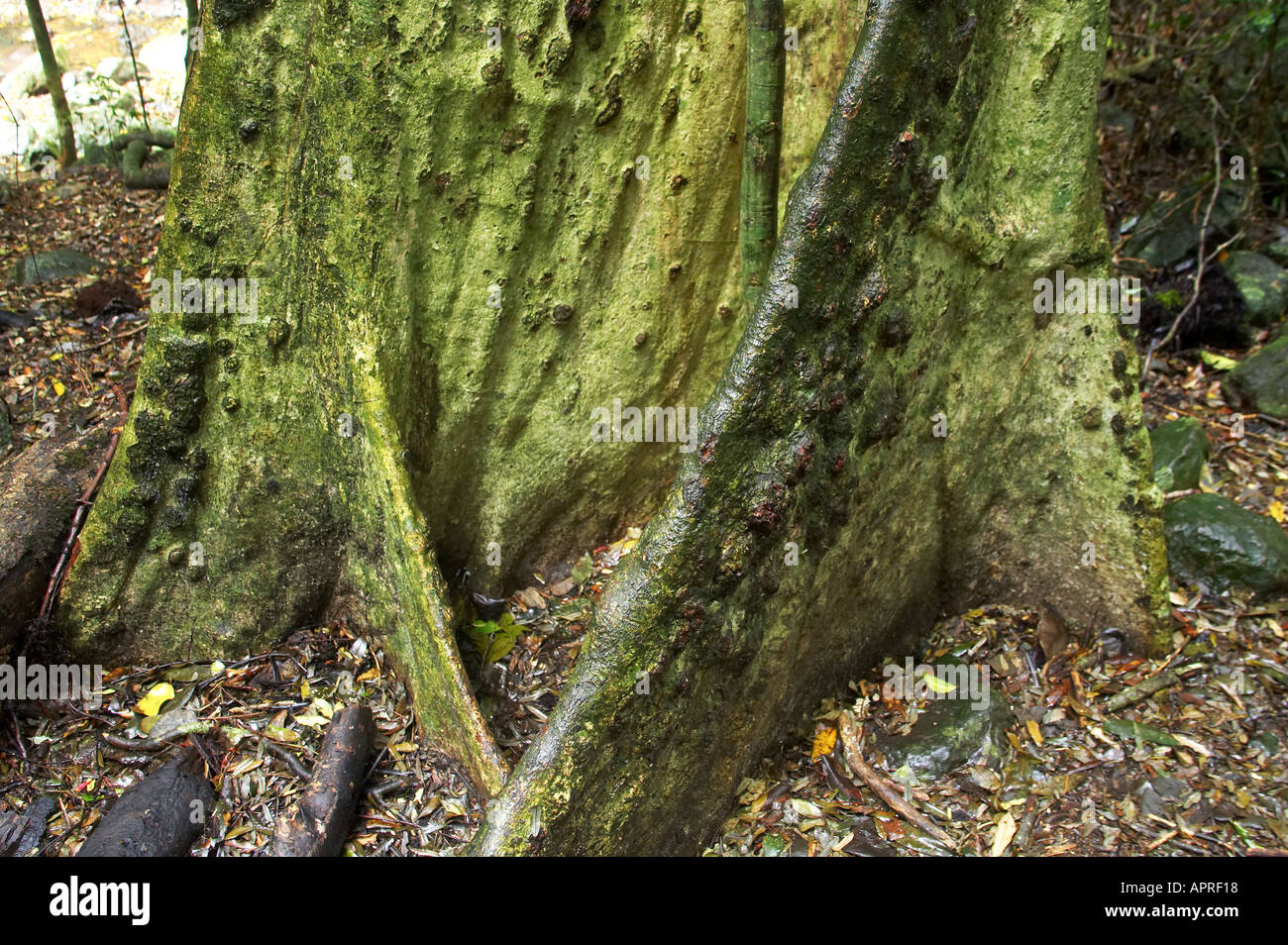 Brown Tulip Oak Springbrook National Park Queensland Australia ...