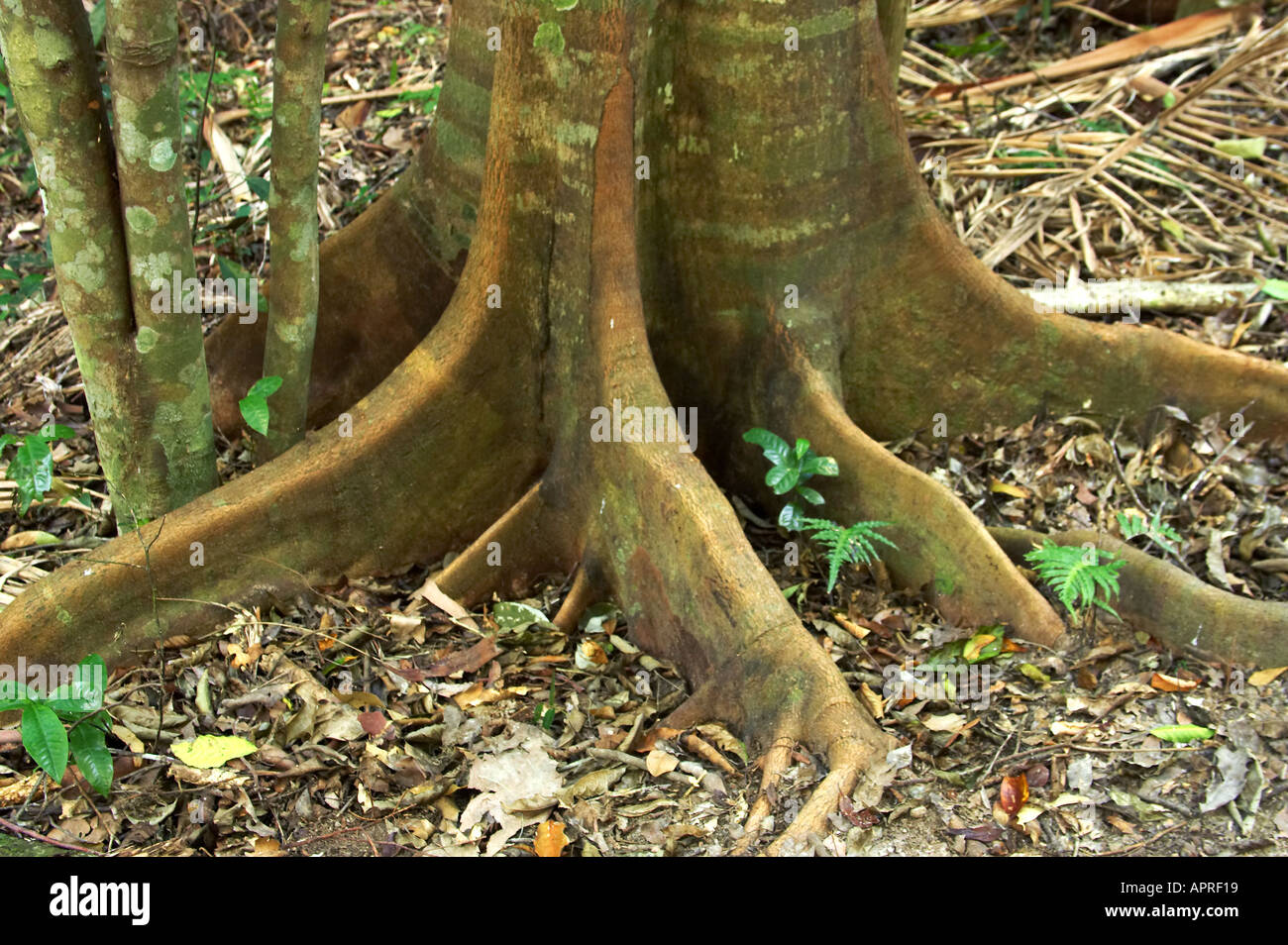 Butress roots hi-res stock photography and images - Alamy
