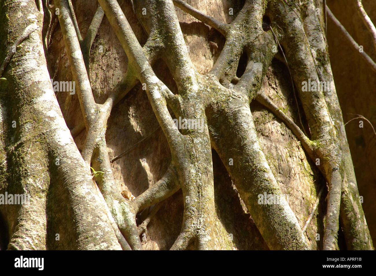Strangler Fig Tree Lamington National Park Gold Coast Queensland ...