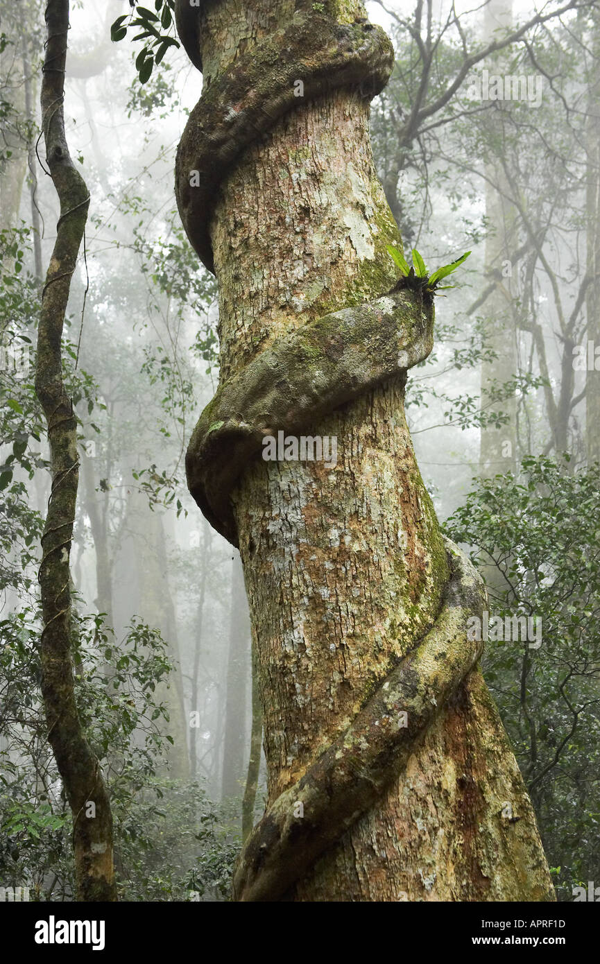 Strangler Fig Tree Lamington National Park Gold Coast Queensland ...
