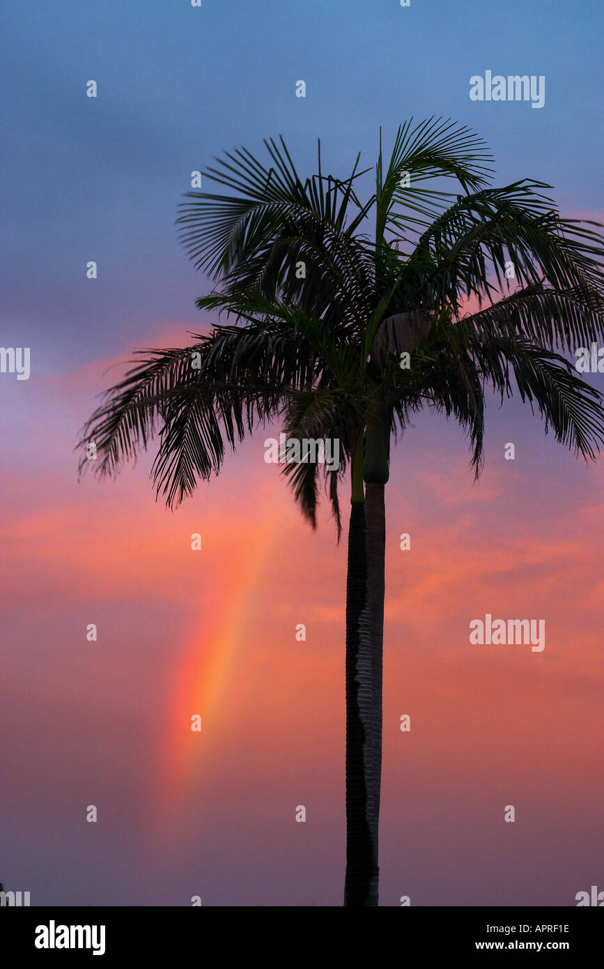Palm Tree and Rainbow Gold Coast Queensland Australia Stock Photo - Alamy