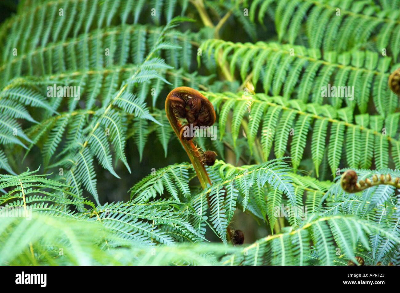 Fern leaf spirals hi-res stock photography and images - Alamy