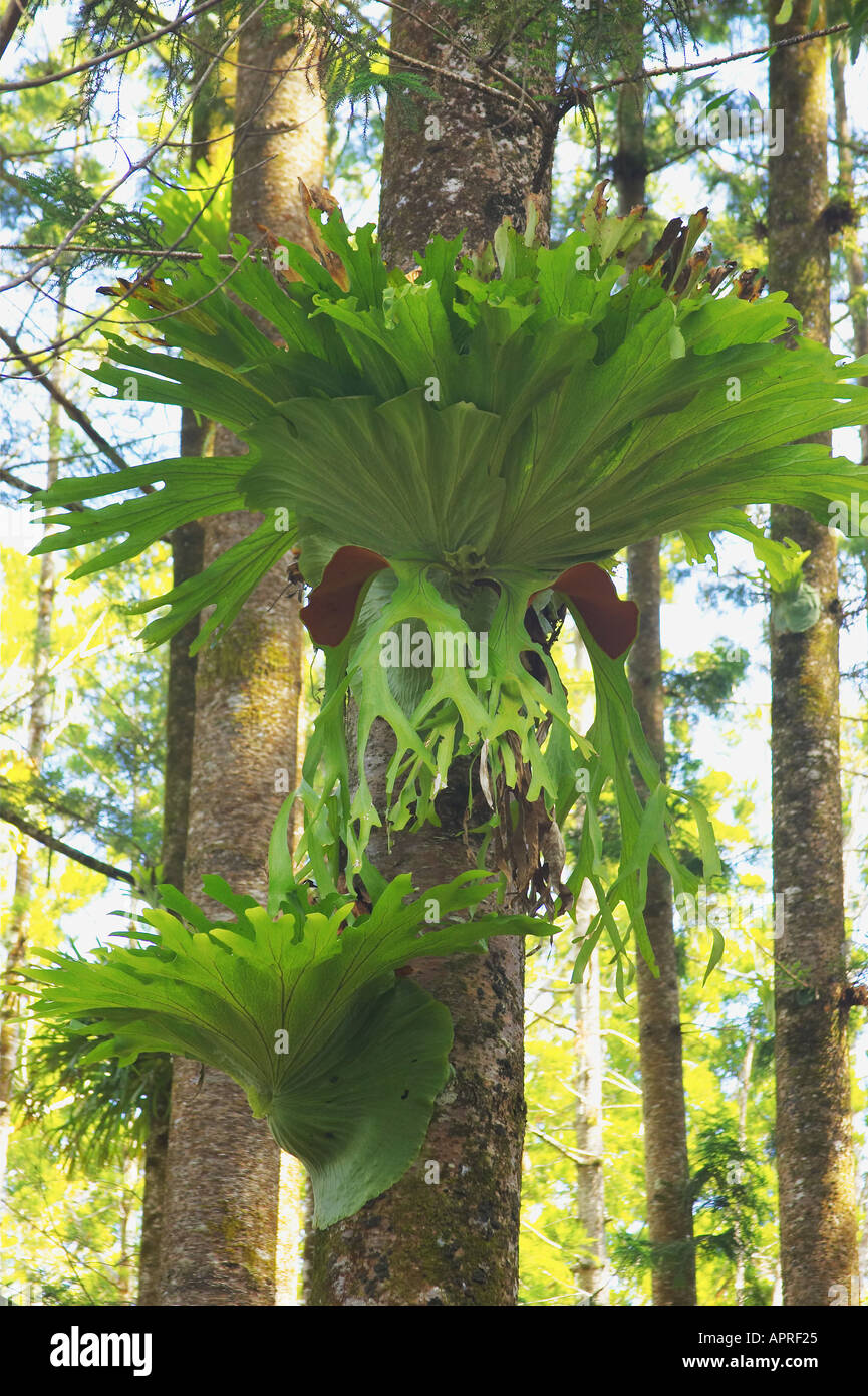 Staghorn Fern Platycerium superbum epiphyte on rainforest tree K'gari ...
