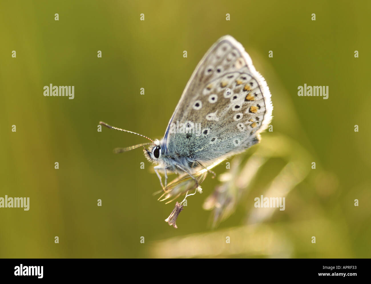 common blue butterfly Stock Photo - Alamy
