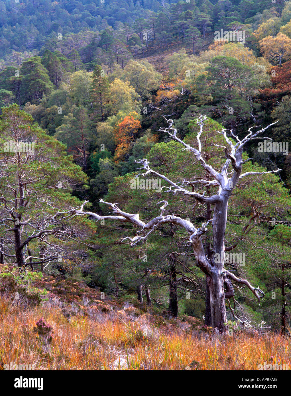 Dead caledonian pine hi-res stock photography and images - Alamy
