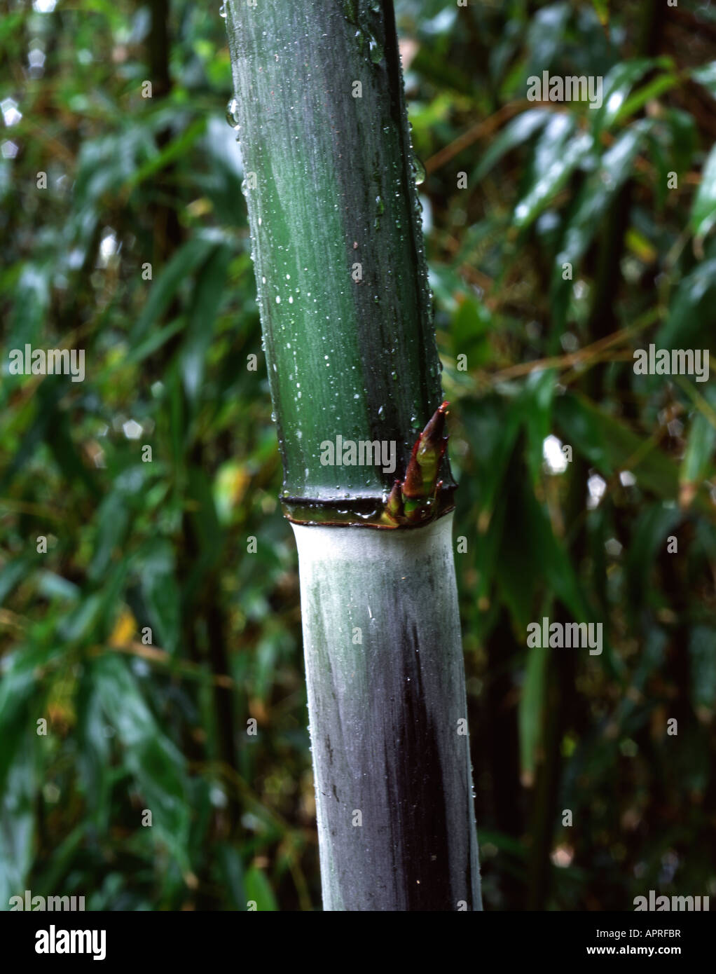 Detail of a node on a cane of Phyllostachys nuda showing powdery bloom ...