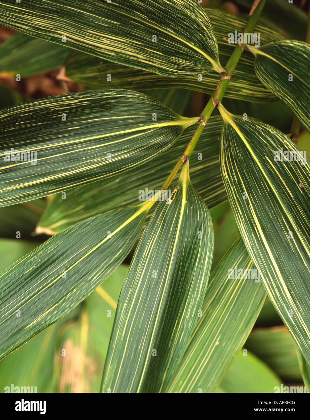 Leaves of Sasa kurilensis Shimofuri showing variegation Stock Photo - Alamy