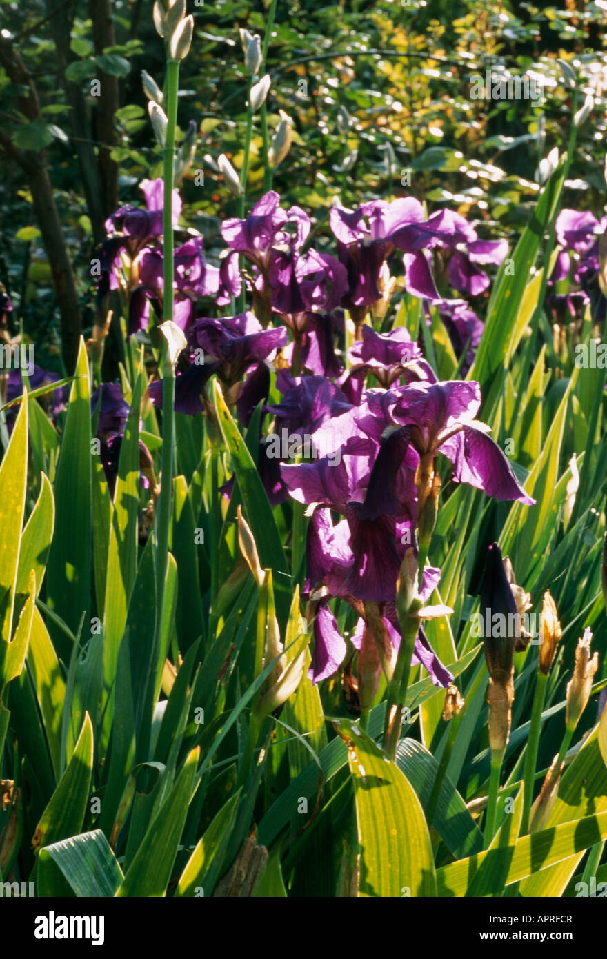 Iris rhizomatous purple transparent petals and leaves in sun rays Stock ...