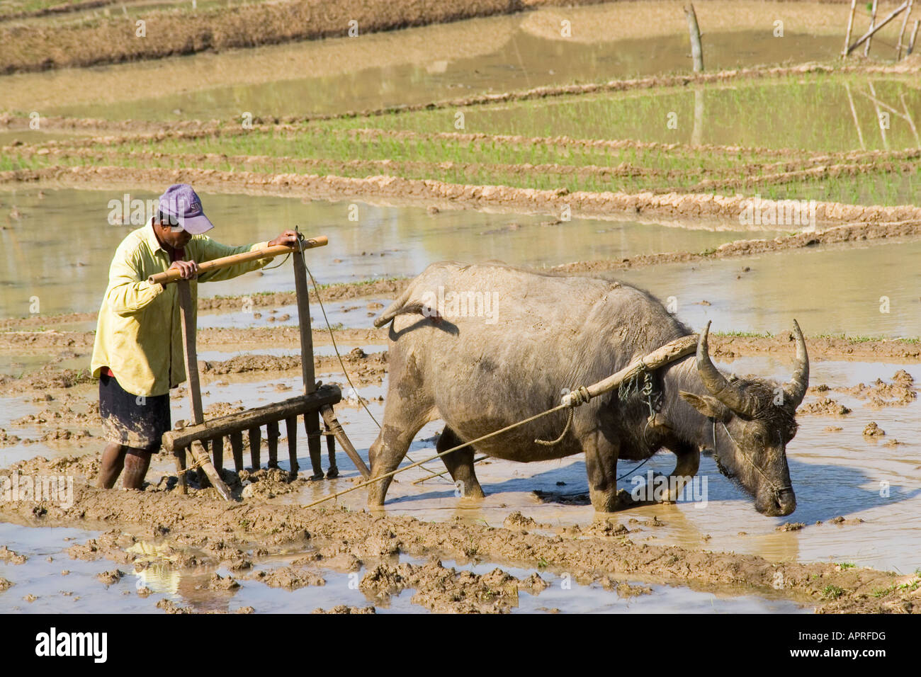 Man Ploughing a Rice Paddy Field with a Buffalo, Laos, SE Asia Stock ...