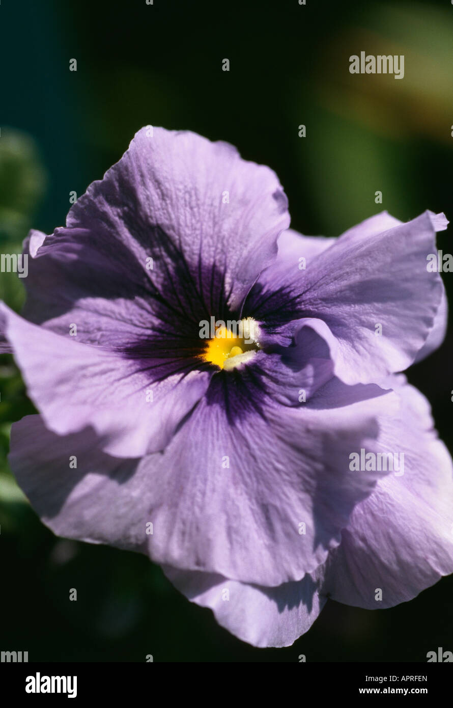Viola x wittrockiana purple blue expressive ruffled flat face cute and ...